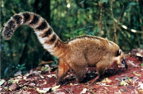 Cultura Guaraní: Aguará Popé u osito lavador