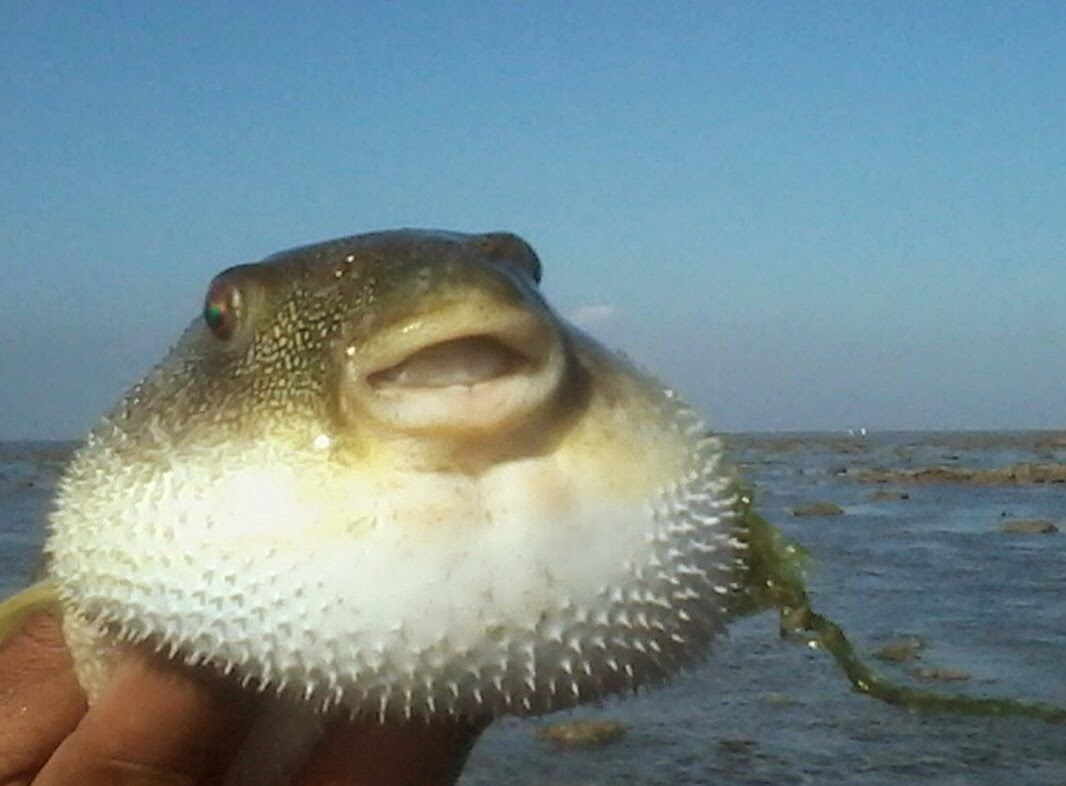 Look for Traveling: Narara Marine National Park - Jamnagar