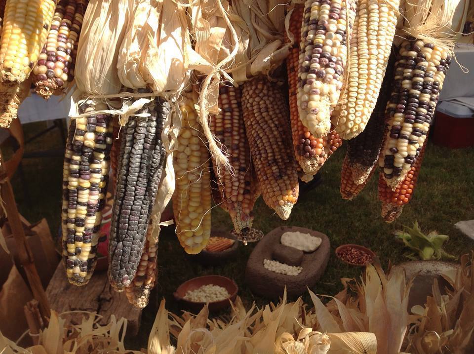 EL JUMIAL: El extraordinario maíz de México que se fertiliza a sí mismo ...