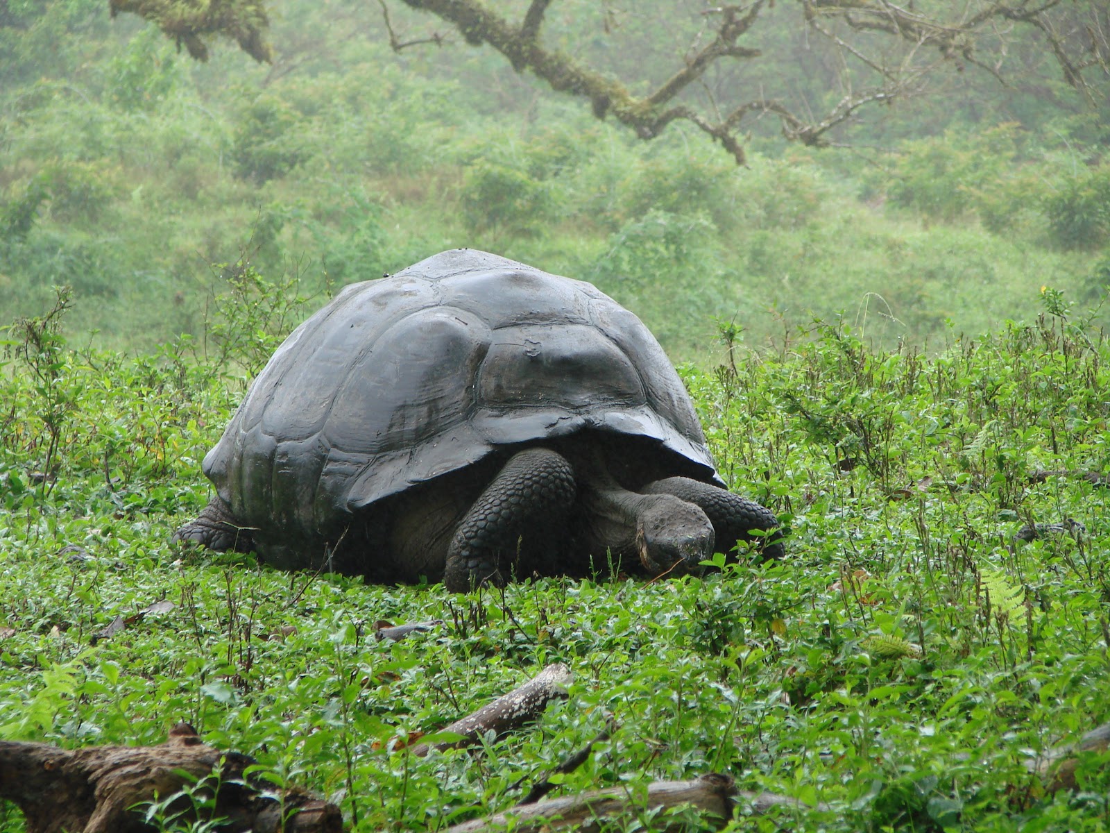 My Peruvian experience: Huge tortoises!