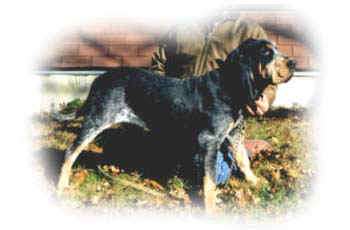 Dogs Info: American Blue Gascon Hound