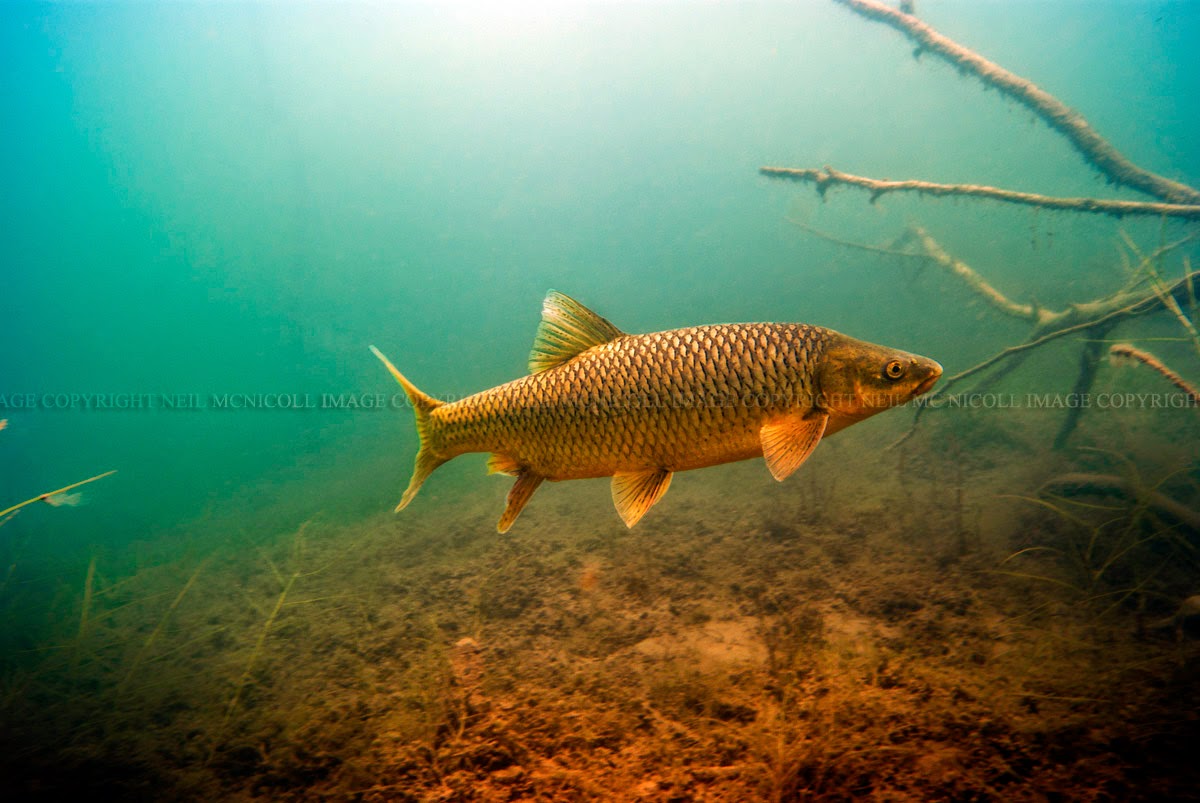 Freshwater Fish Photographs: Yellowfish