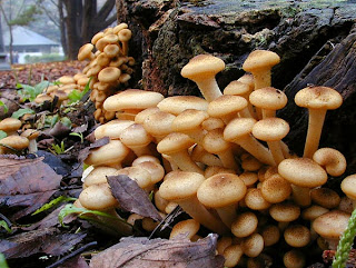 Unearthing My Creative Identity: Foxfire Woods, Allen County