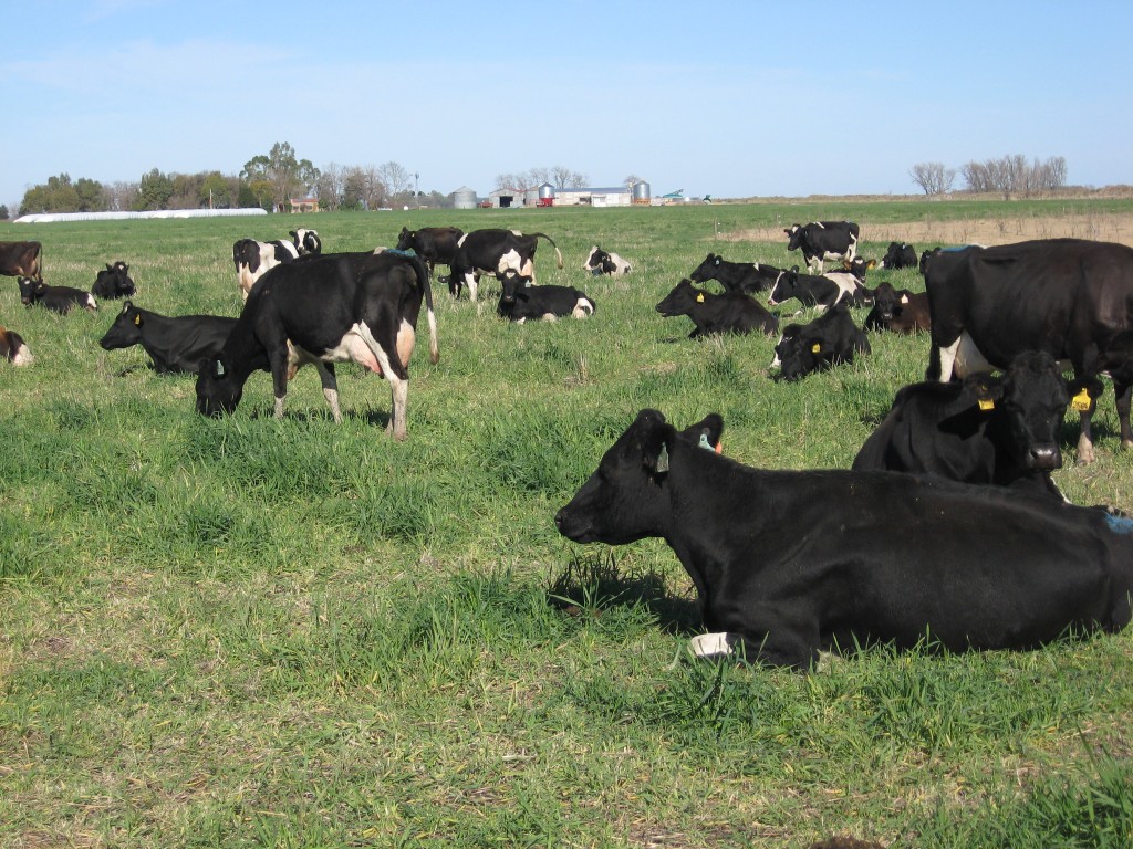 GEOGRAFÍA PARA TODOS: Ganadería en el Uruguay