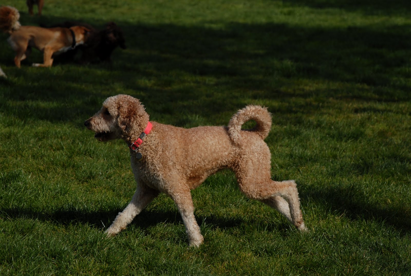 Foodie-bia: Point Isabel Doodle Romp