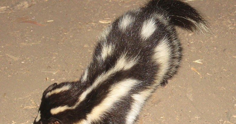 Variety of Life: Musteloidea