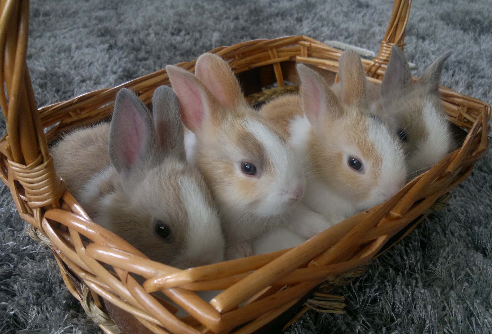 Tropical Park Rabbitry: Arnab baka Dutch