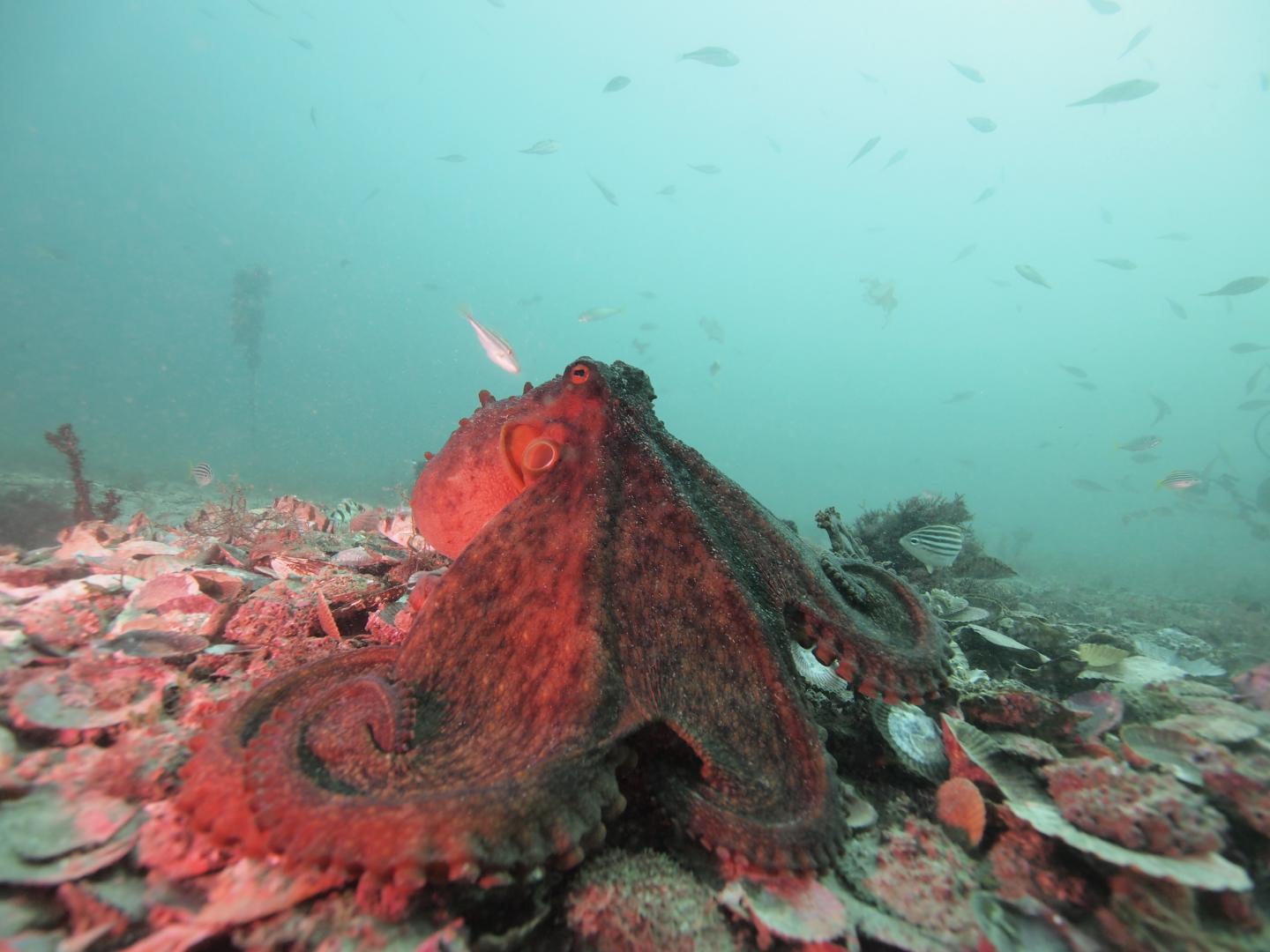 Earth and Space News: Octopus Body Pattern Display Signals Before ...