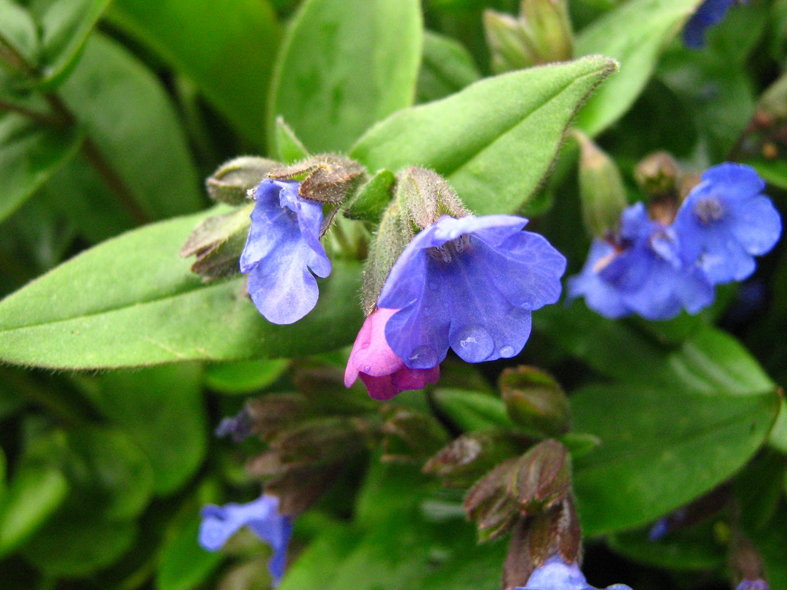 Rindy Mae: The Lungwort Is Blooming!