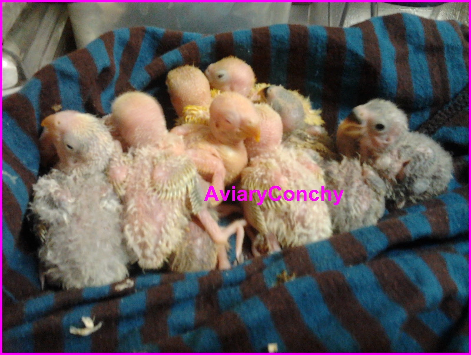 Aviario de conchi: Agapornis papilleros