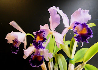 Reynolds Renditions : Dinard Blue Heaven Cattleya Orchid (Photos)