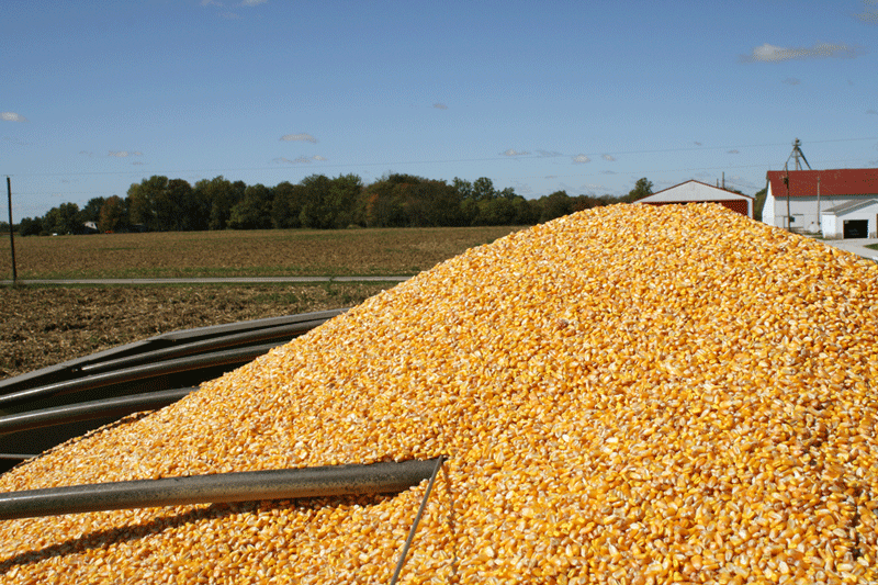 Gal in the Middle: Wrapping Up Corn Harvest 2011