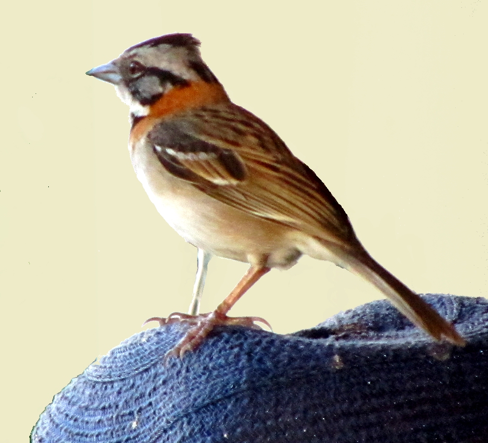 Hiking Curaçao - Flora and Fauna: Chonchorogai, Andesmus, Roodkraaggors ...