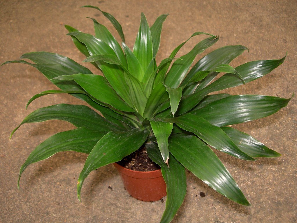 Viveros Vangarden: Dracena compacta