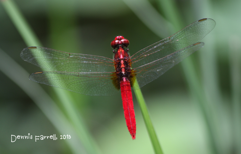 Rhodothemis rufa - Alchetron, The Free Social Encyclopedia