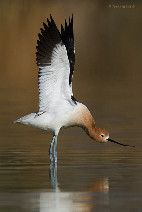 American Avocet | Beautiful Bird Facts & Pictures | The Wildlife