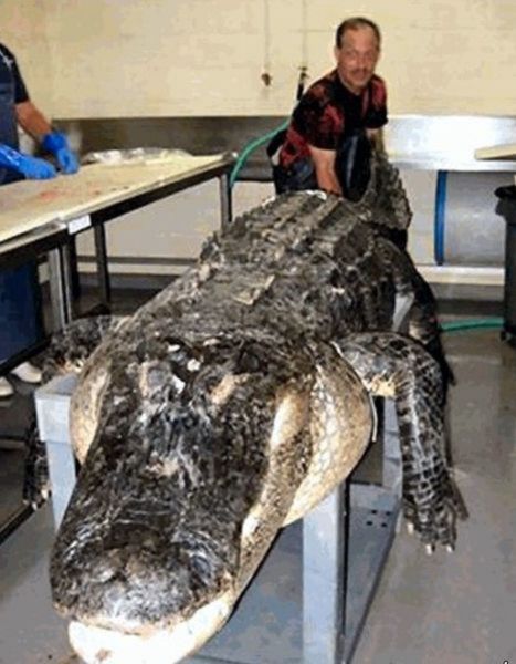 Cool & Krazzy: Monstrous Five Meters Long Crocodile