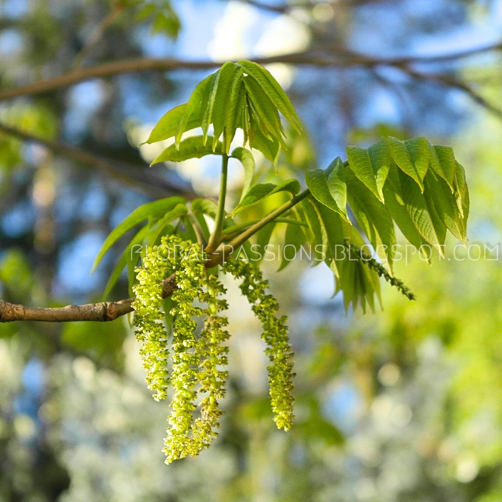 Floral Passions: Japanische Flügelnuss - Japanese Wingnut