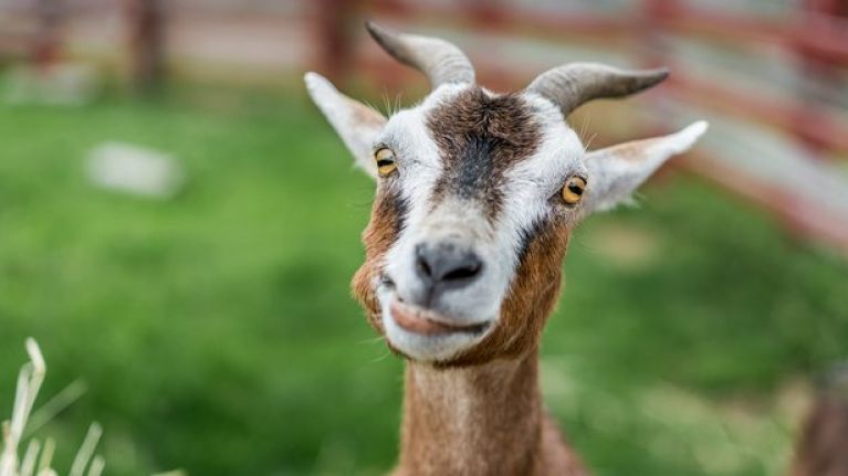 Hub.info101: A GOAT THAT ACTS LIKE A DOG?