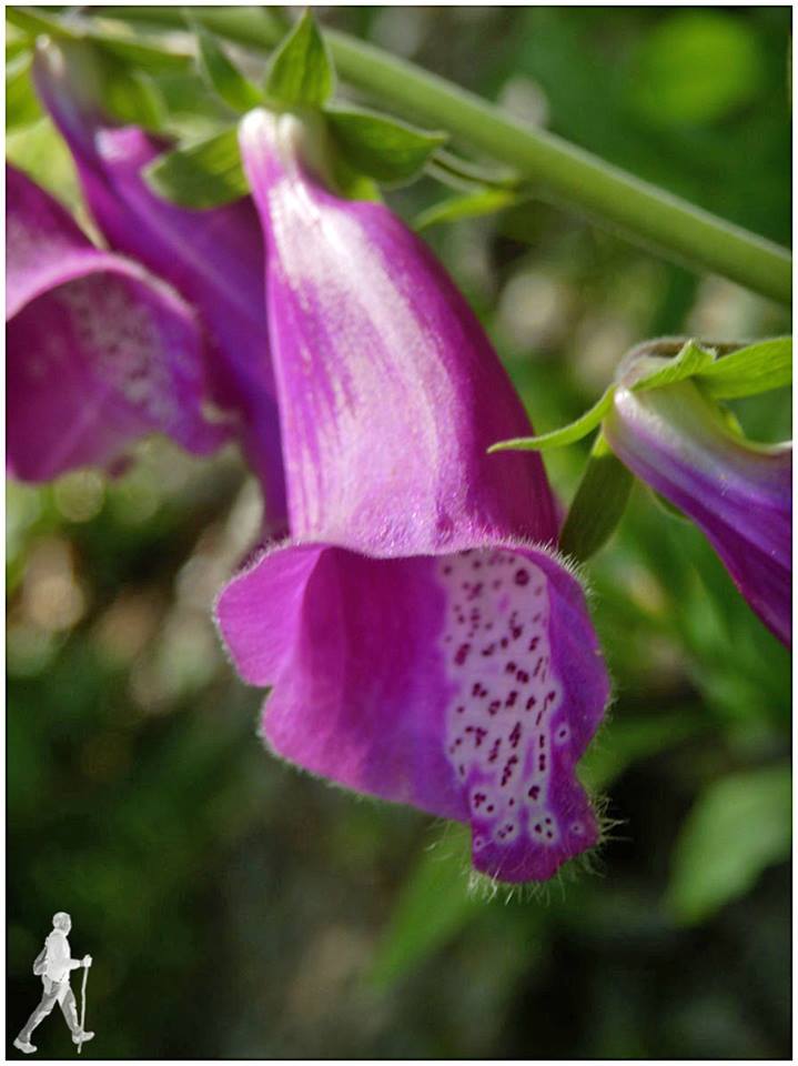 Naturaleza y Paisajes de España: Dedalera (Digitalis sp.)