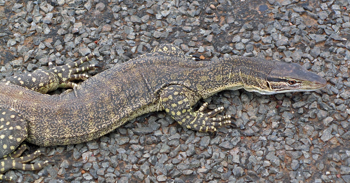 Jarowair - Our Patch