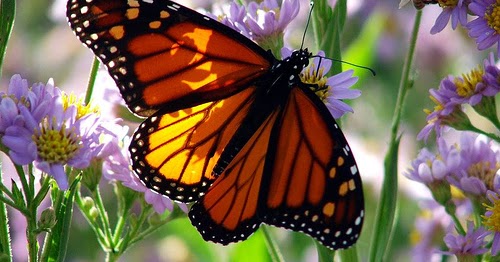 Welcome to the Pitt County Arboretum: MONARCH FALL MIGRATION