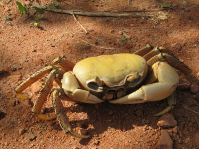 Le blog de Jean-Claude: Matoutou