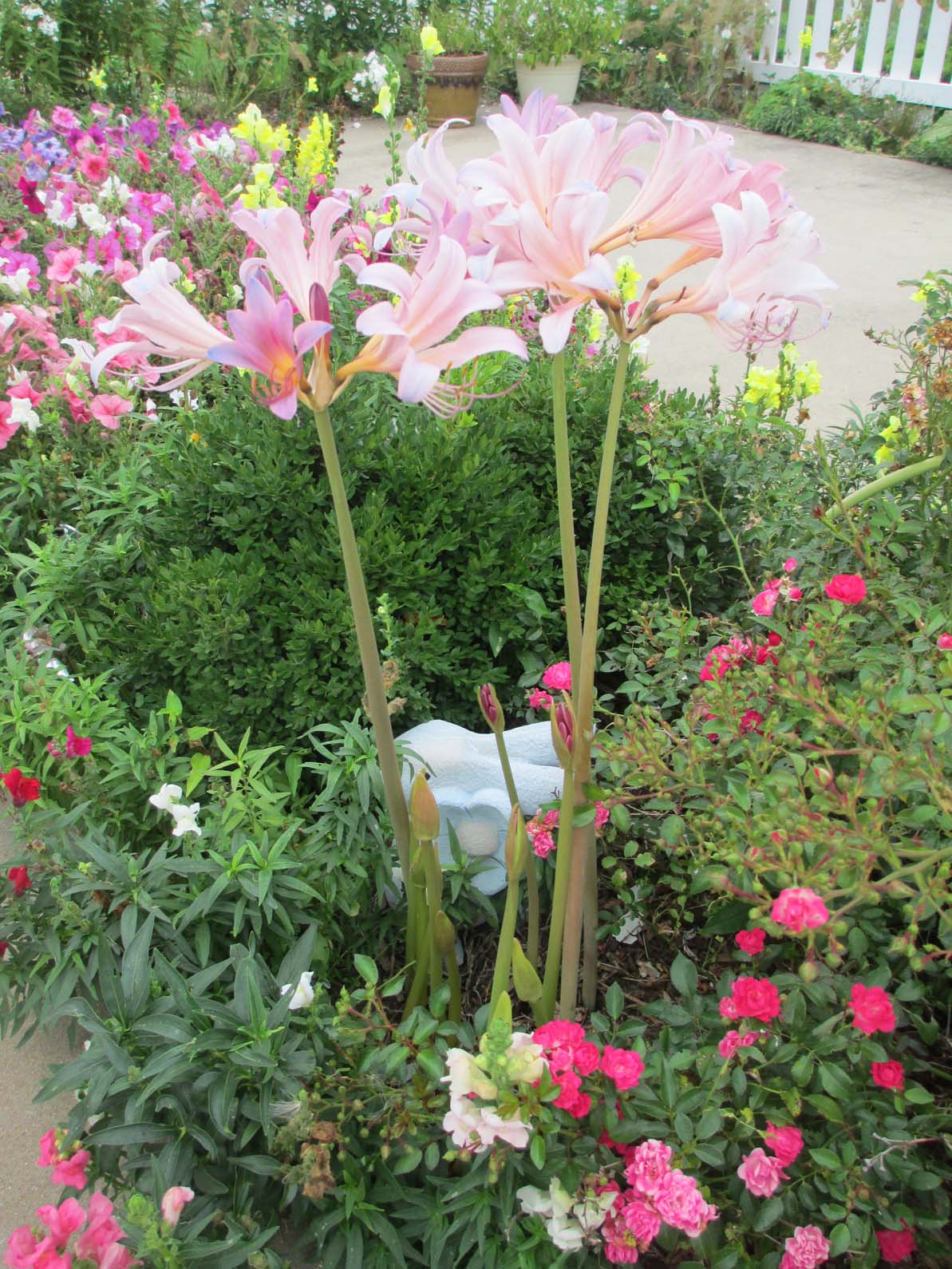 Garden Fancy: August 2015