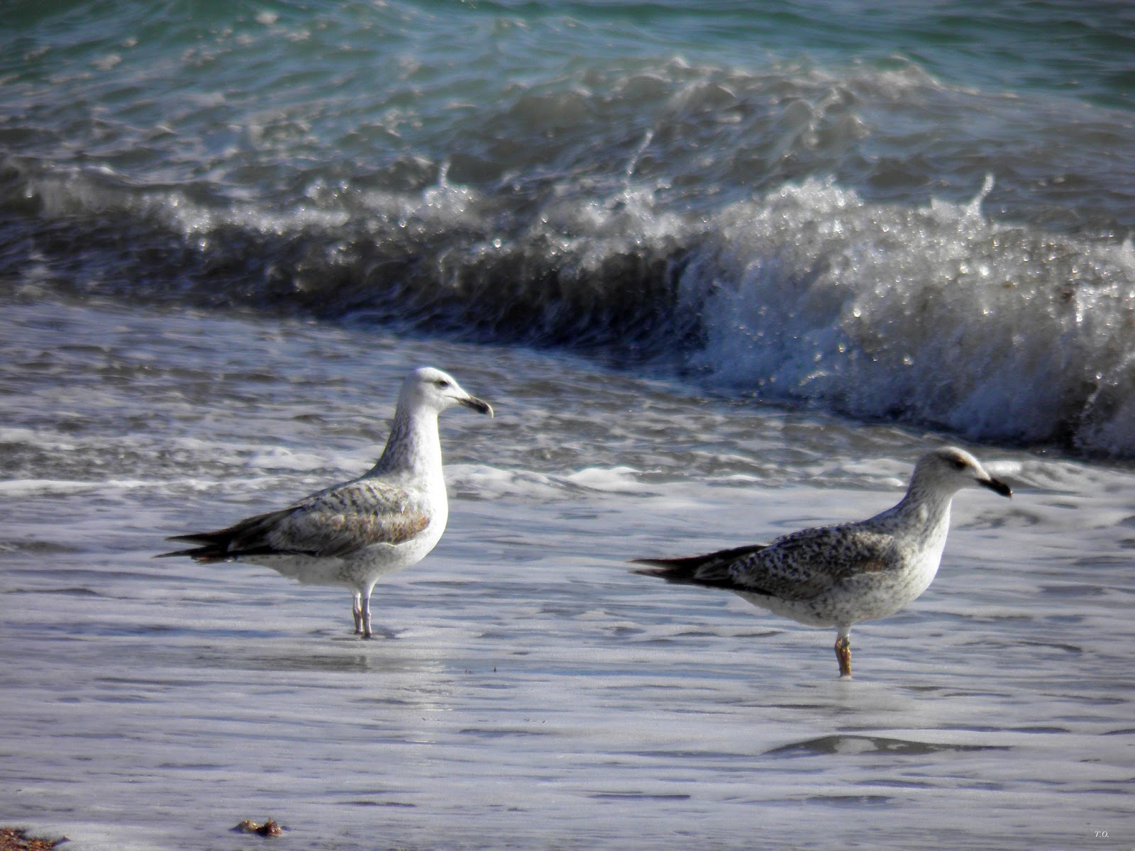 PASARI DIN ROMANIA: PESCARUS PONTIC, Larus cachinnans