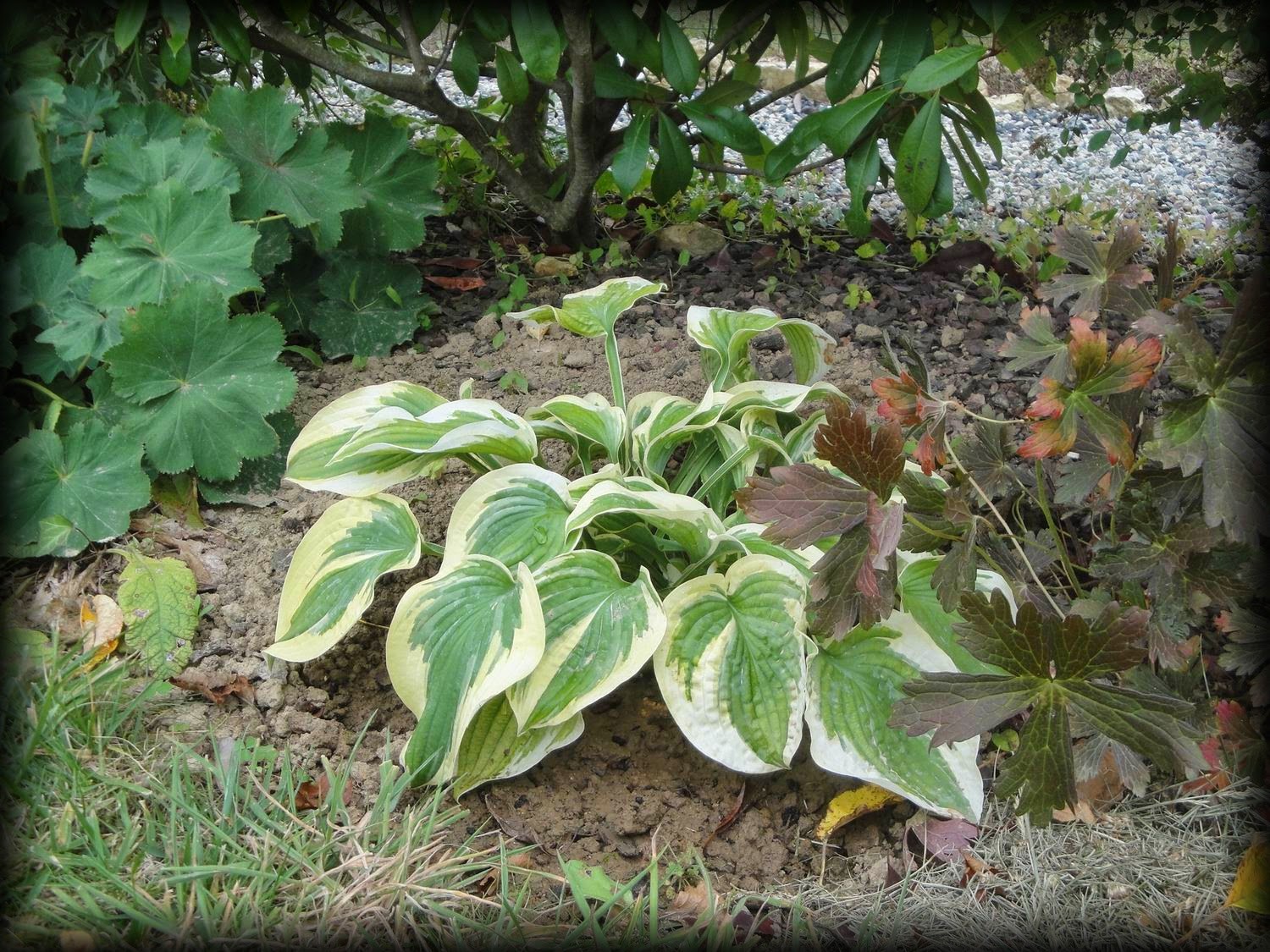 Cocoon Garden: Happy days...