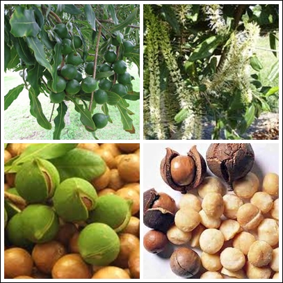 Blog Cikgu ERT: Kekacang