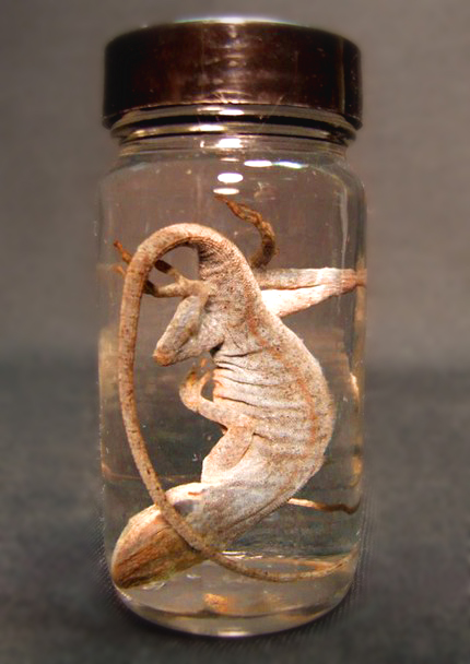 The adventures of Jimmy Trinket: Shida's art and the analysis of ...