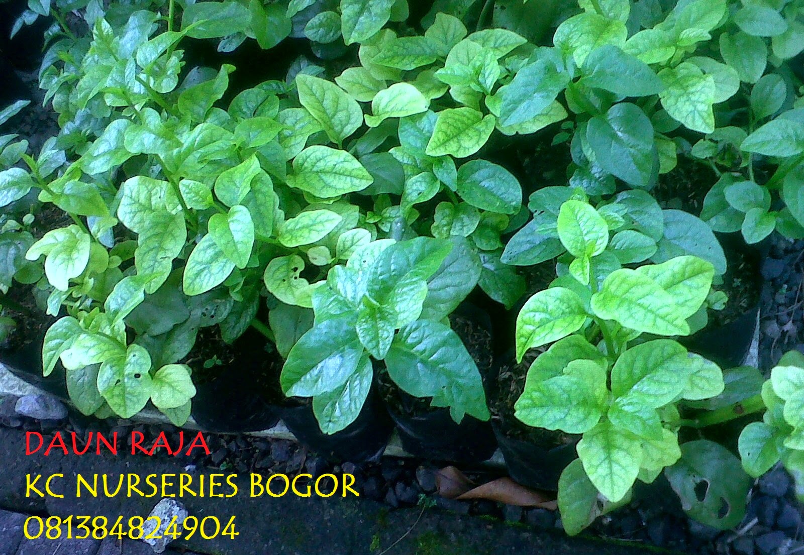 KC NURSERIES BOGOR: DAUN RAJA