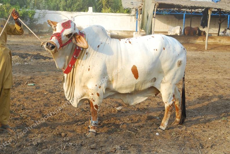 Sohrab Goth Gai Mandi Photos Gallery: Shah Cattle Farm 2009