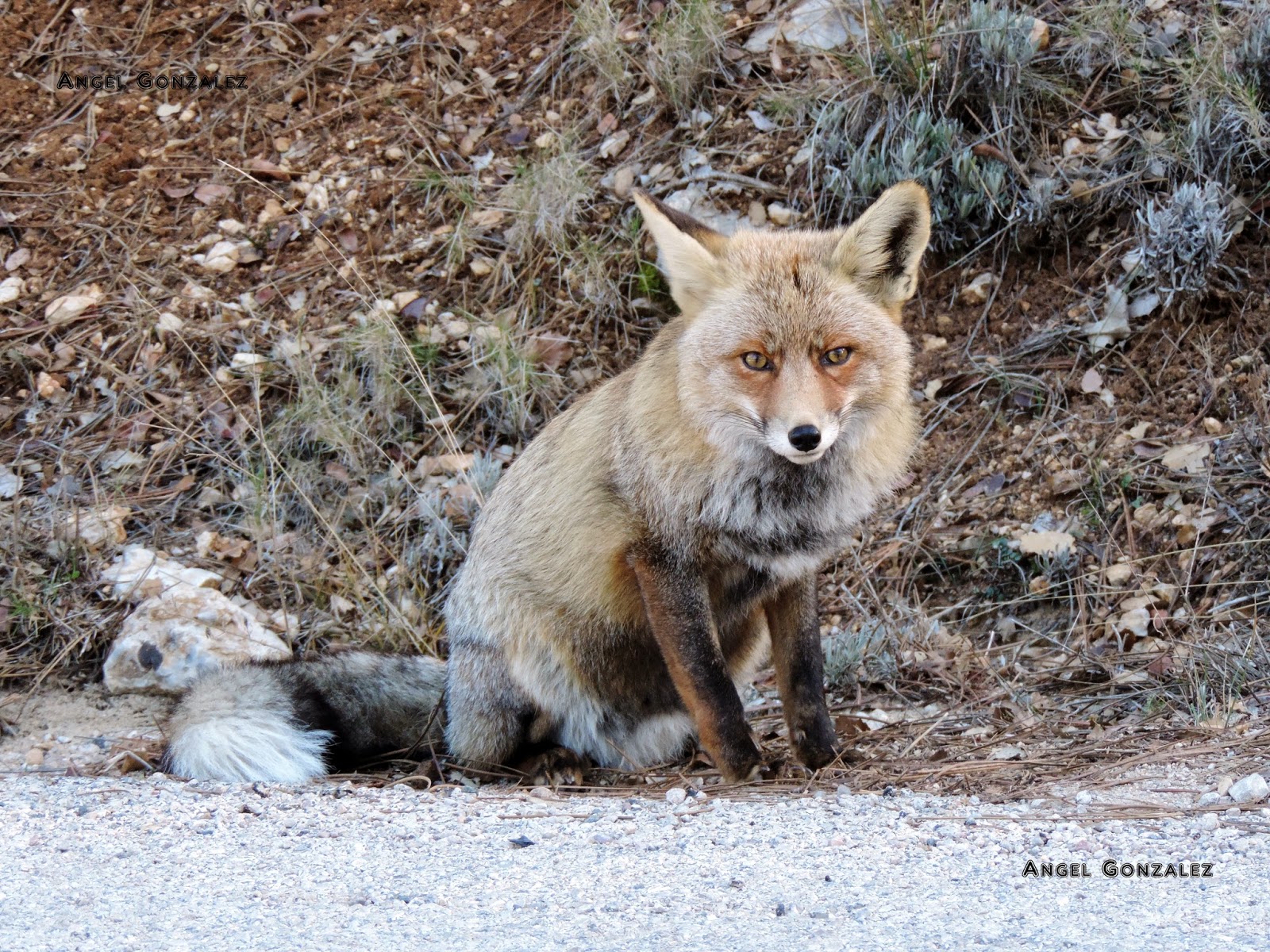Abriendo Caminos: Zorro Común / Vulpini