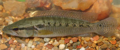 AQUARIO TROPICAL: Jacundá