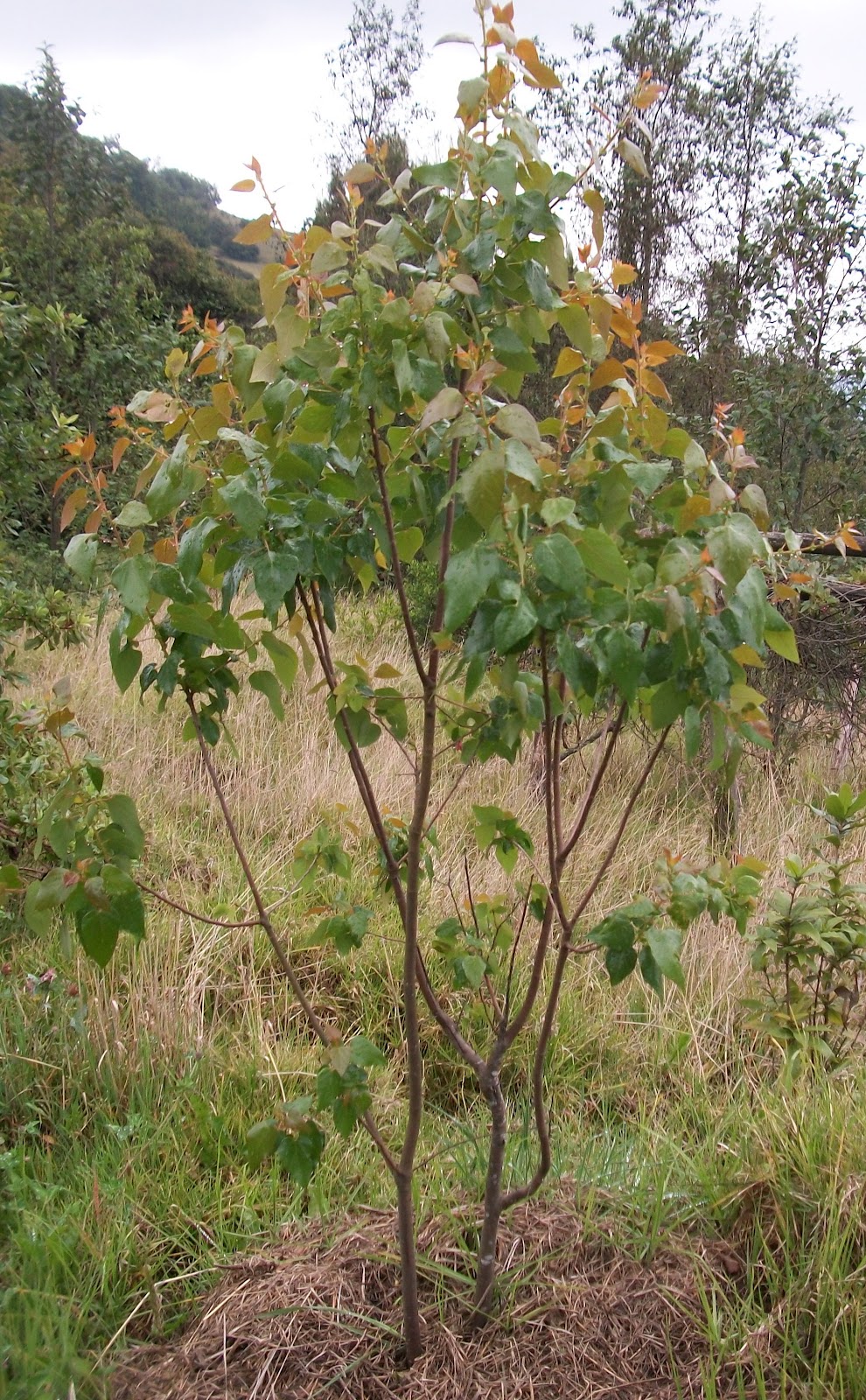 Backtoeden: Galería: El Raque de la reforestación