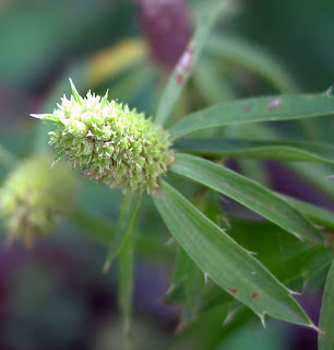 Medicinal Plants at Pura Vida Spa & Yoga Retreat: Wild coriander ...