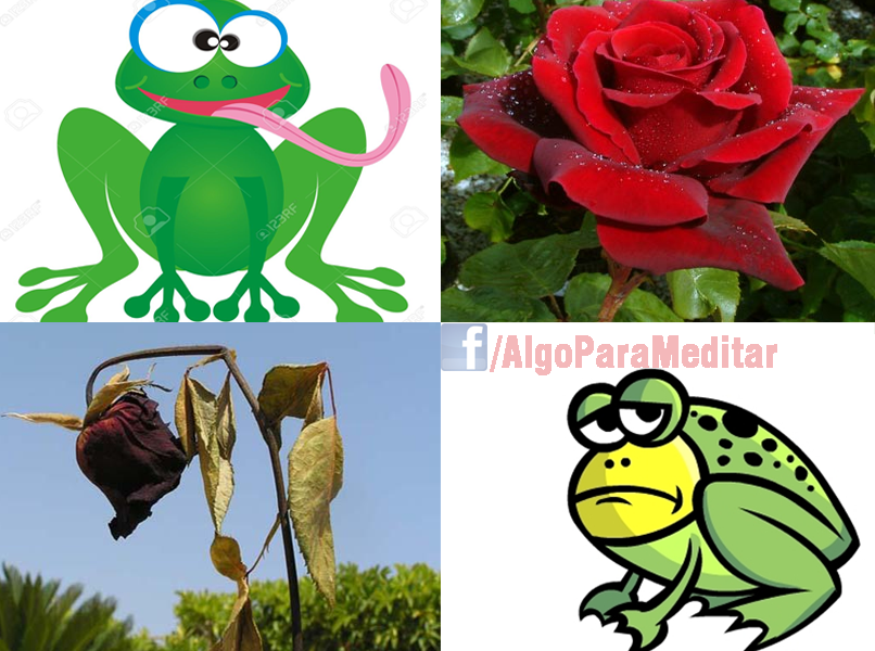 Algo Para Meditar: La rosa y el sapo