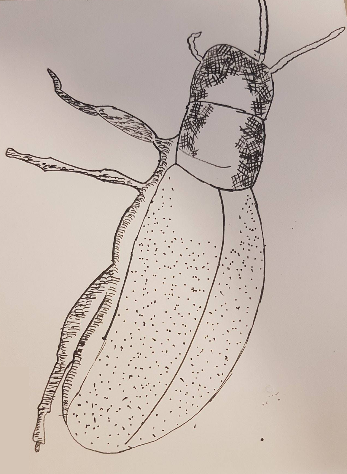 Thomas Gaynor Unit 82 - Sculpture (Minibeasts): Task 1 - Pen and pencil ...