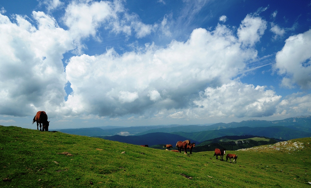 Axul-axula y de cuando en ves, un flor...