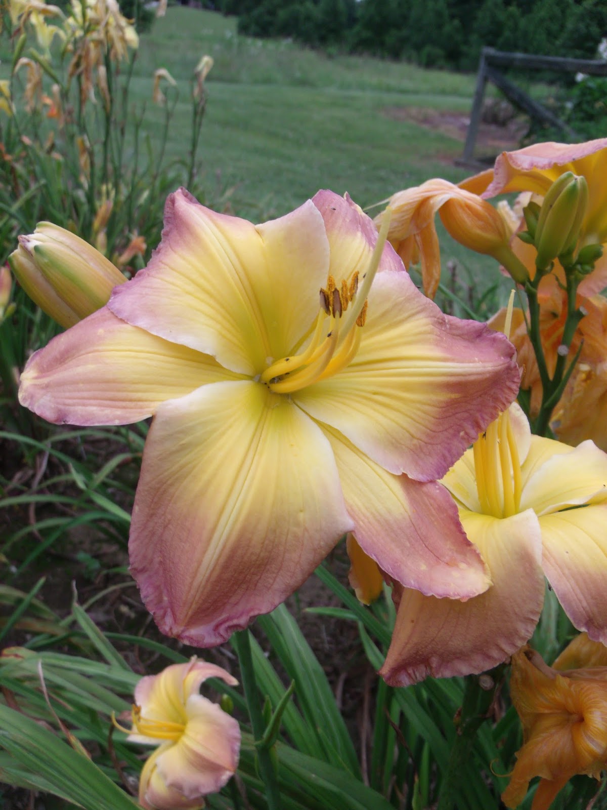 DAYLILY BREEDER BLOG: Substantial Returns