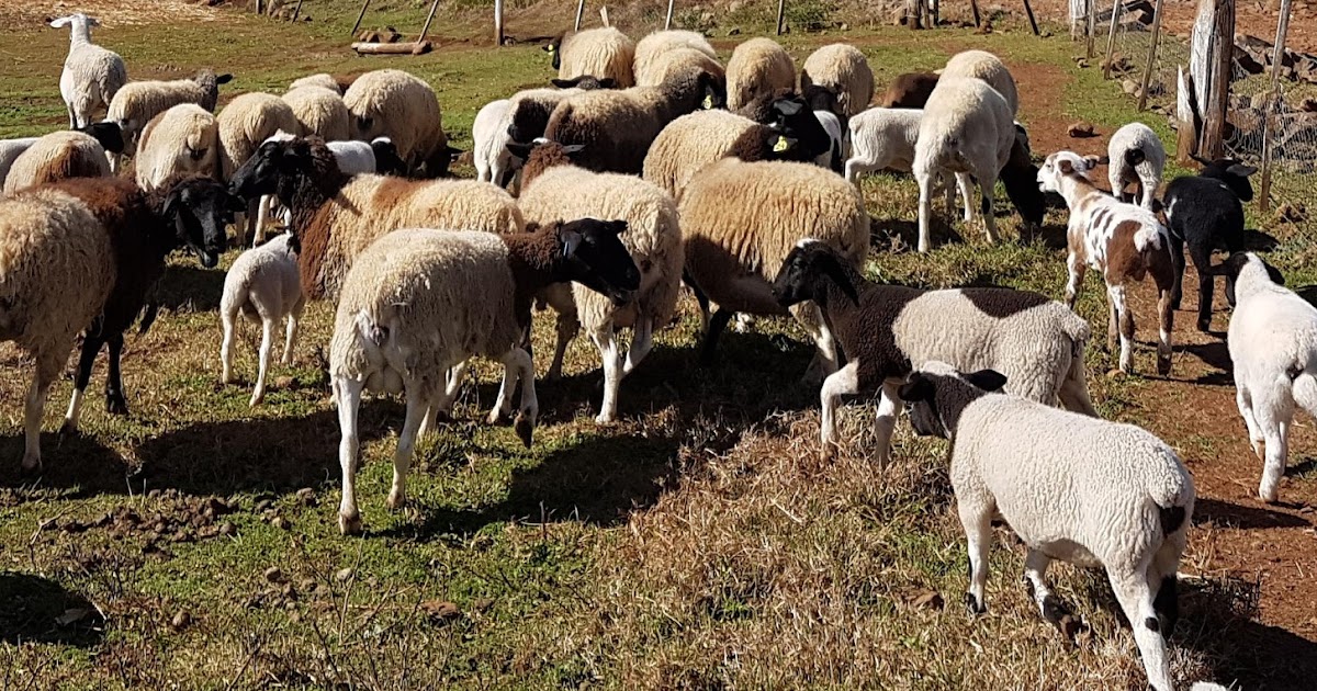 AGROBRANCO: ovinos dorper