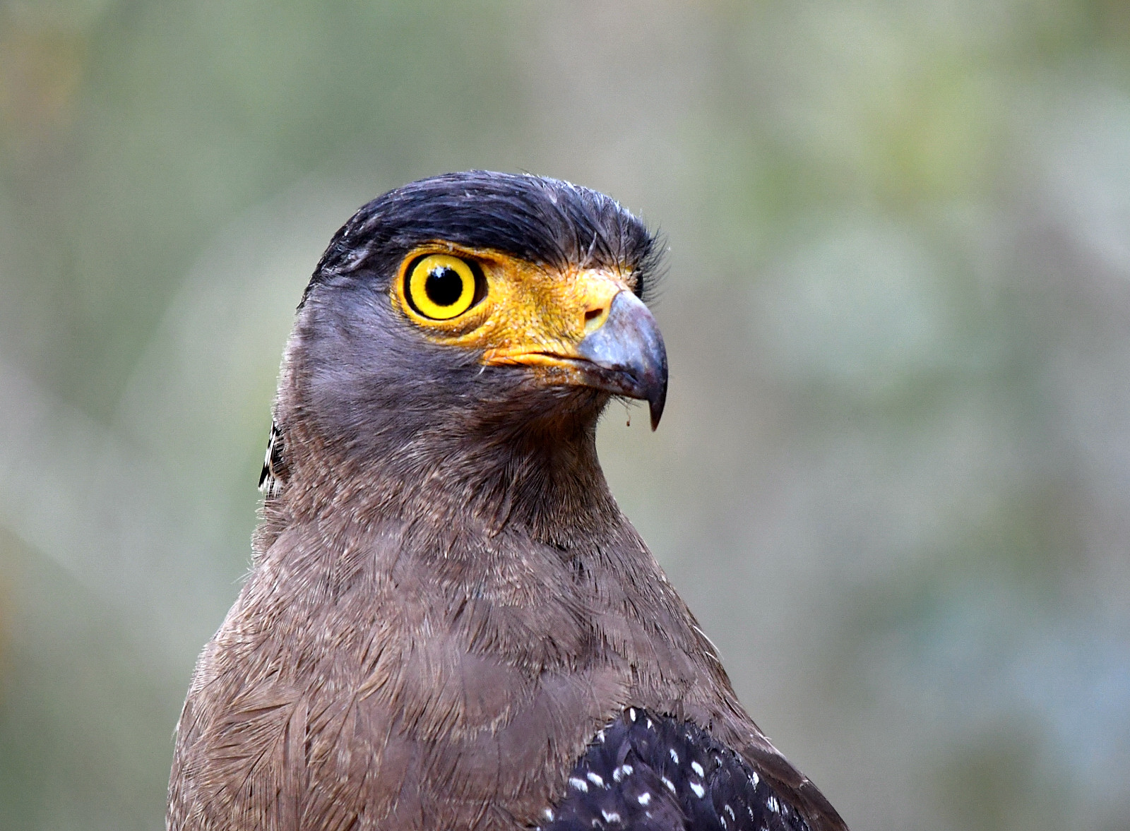 The Life Journey in Photography: Crested Serpent Eagle @ Wilpattu ...