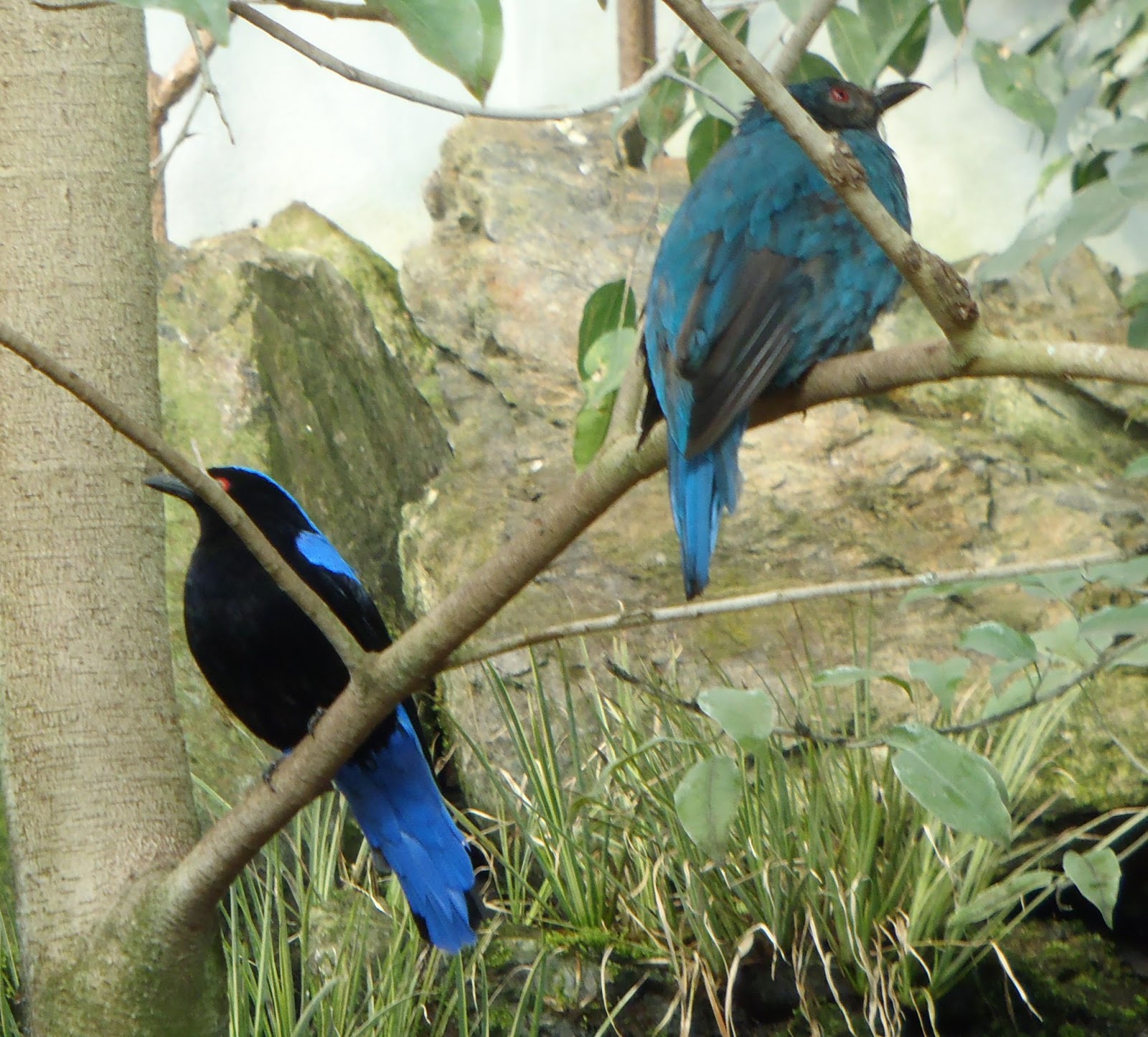 pan-Aves: Dinosauři v Zoo Praha, díl 2. – Telluraves bez Afroaves