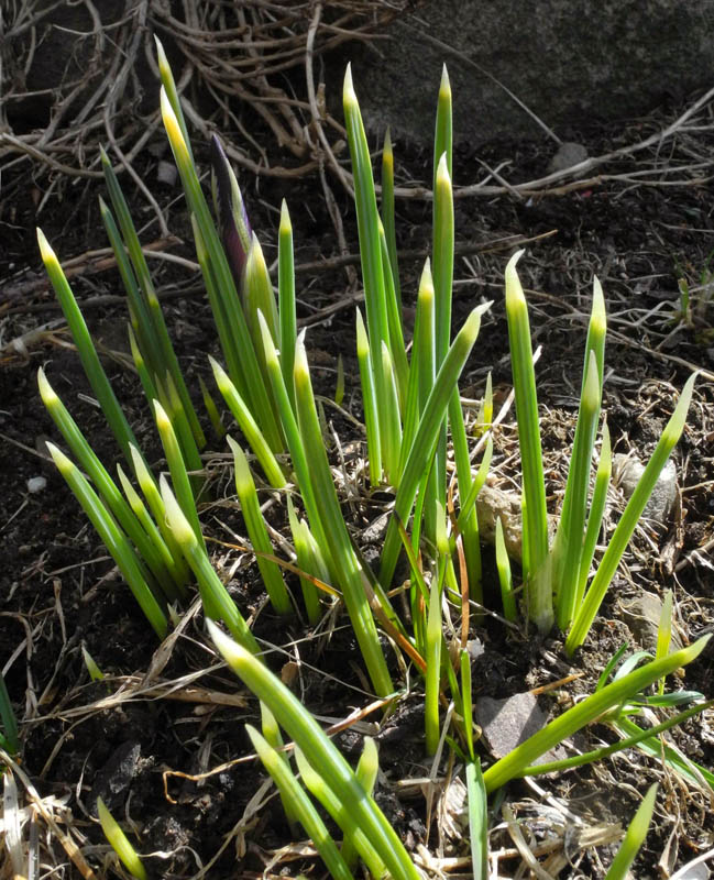 Studio and Garden: Spring Emergence