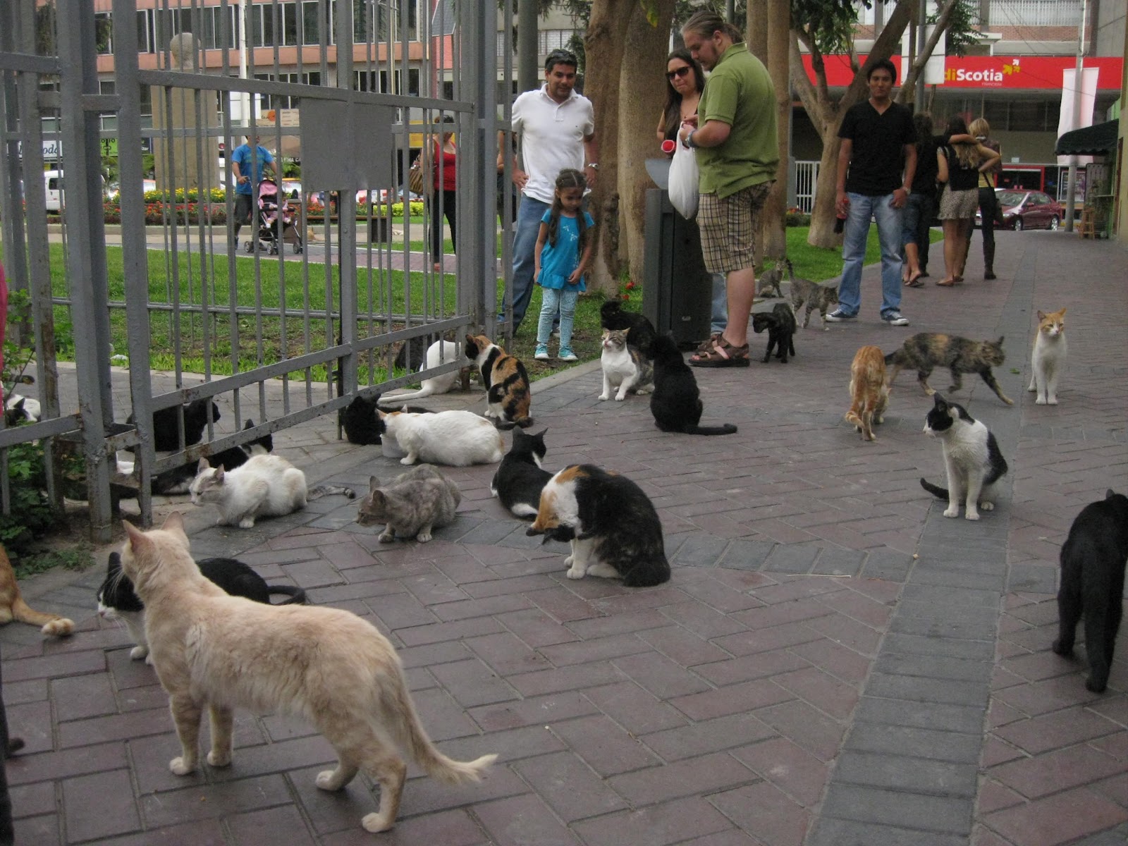 Guerra científica contra los gatos - Foros Perú