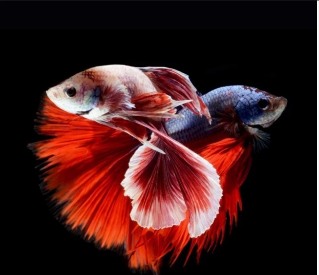 Freshwater aquarium fish that are easily maintained and most popular in ...