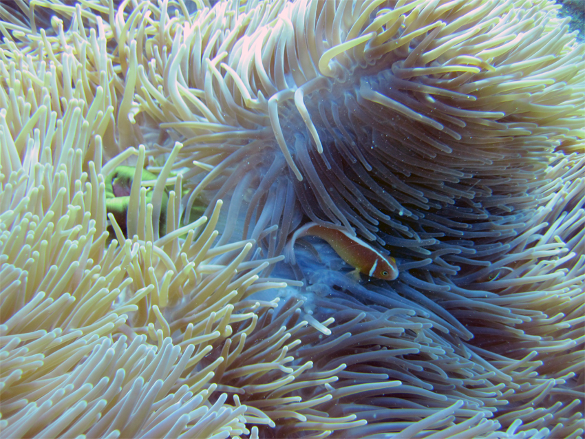 Lucey Blue: Diving on Bait Reef