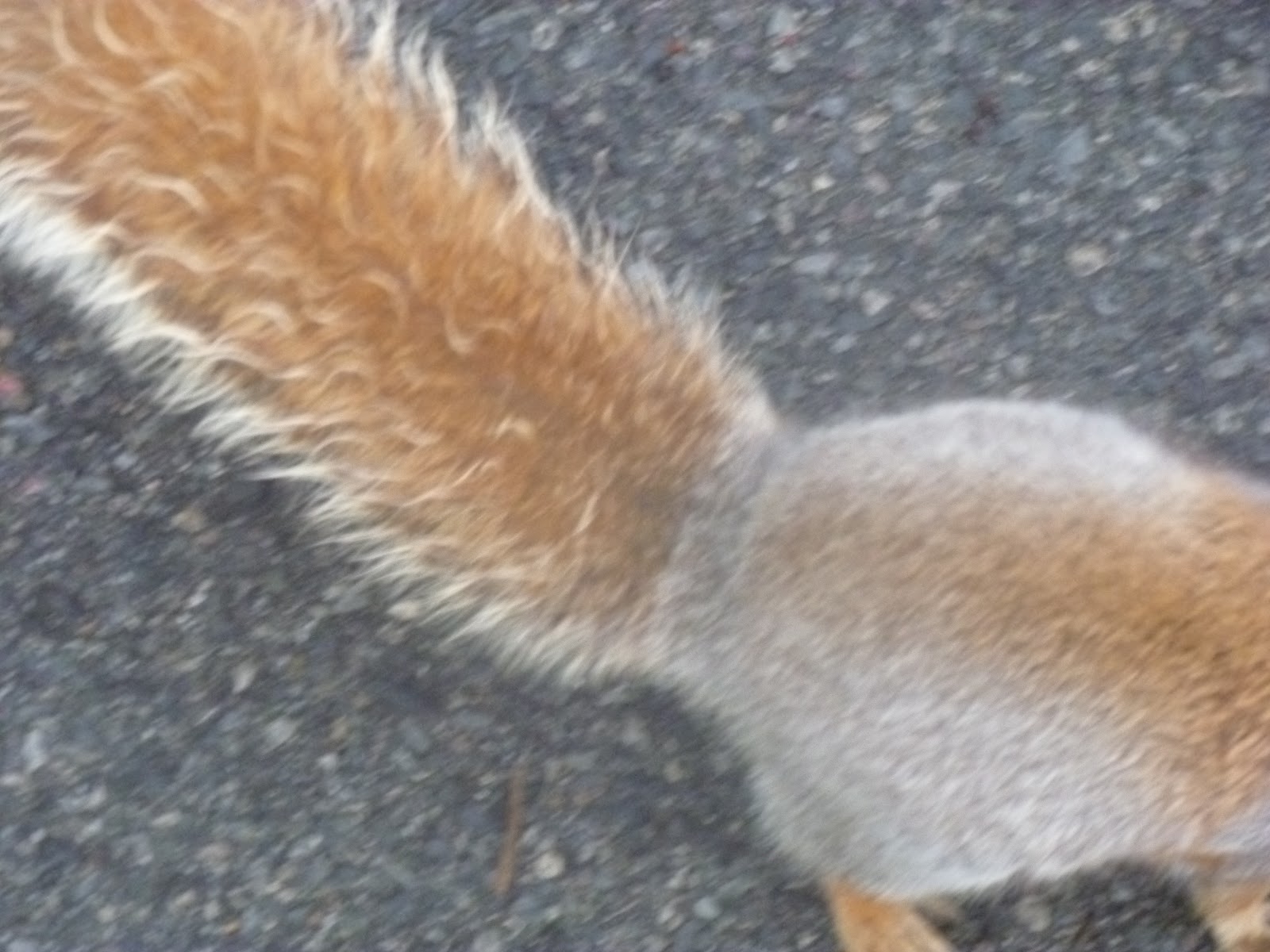 The New York Squirrel: Is Orange the New Black?